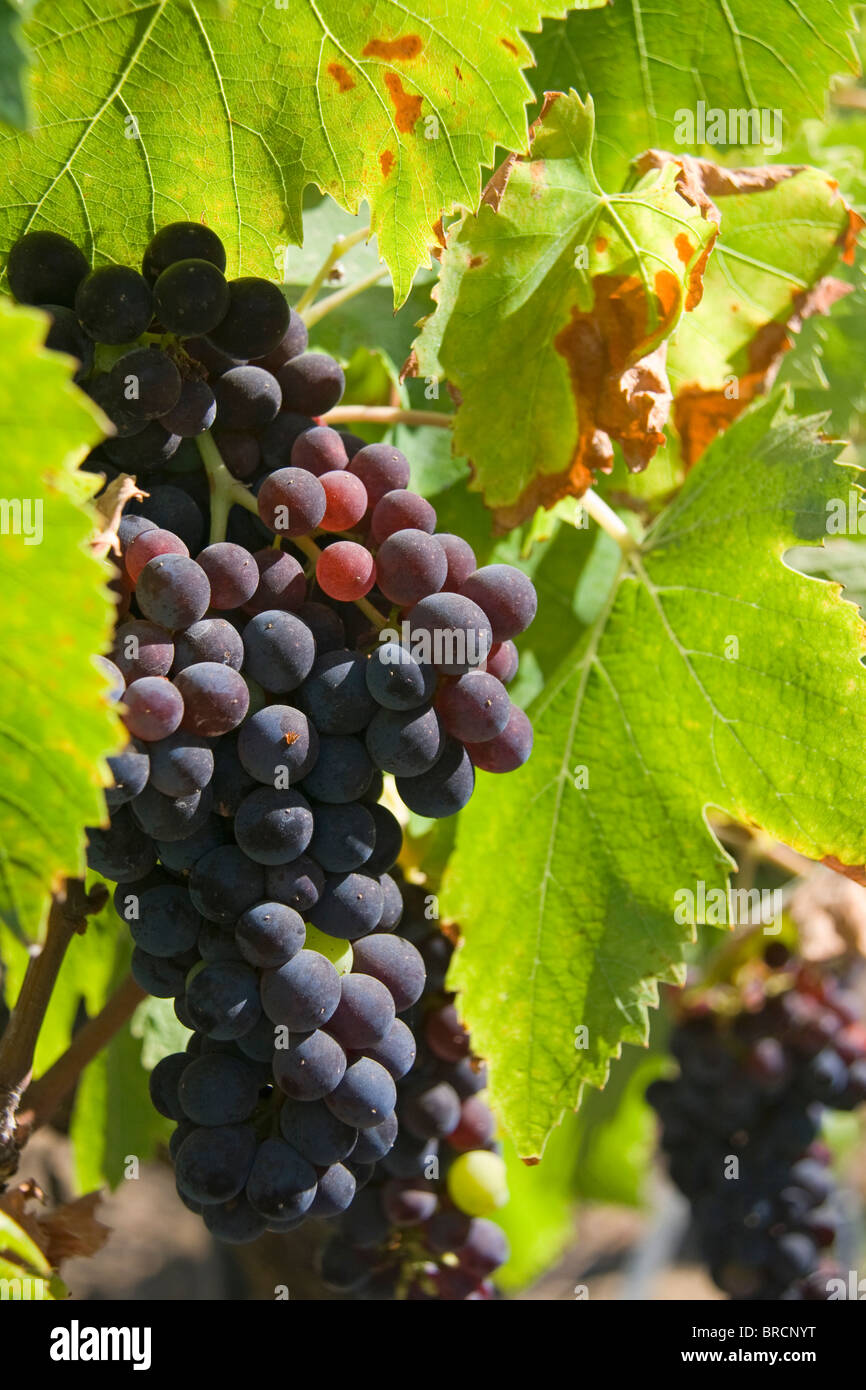 Grapevine in autumn Stock Photo - Alamy
