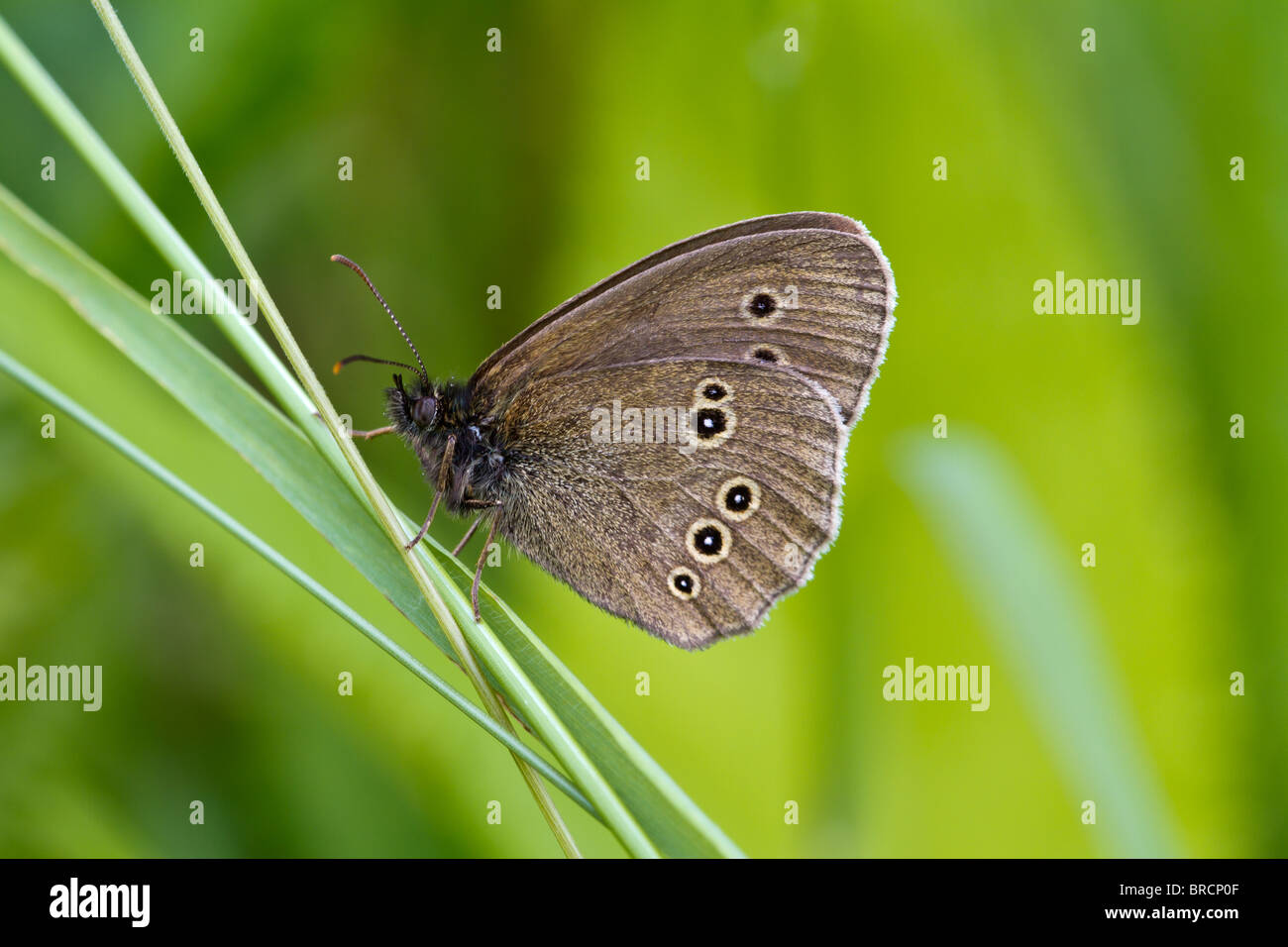 Ringlet butterfly, Aphantopus hyperantus Stock Photo - Alamy