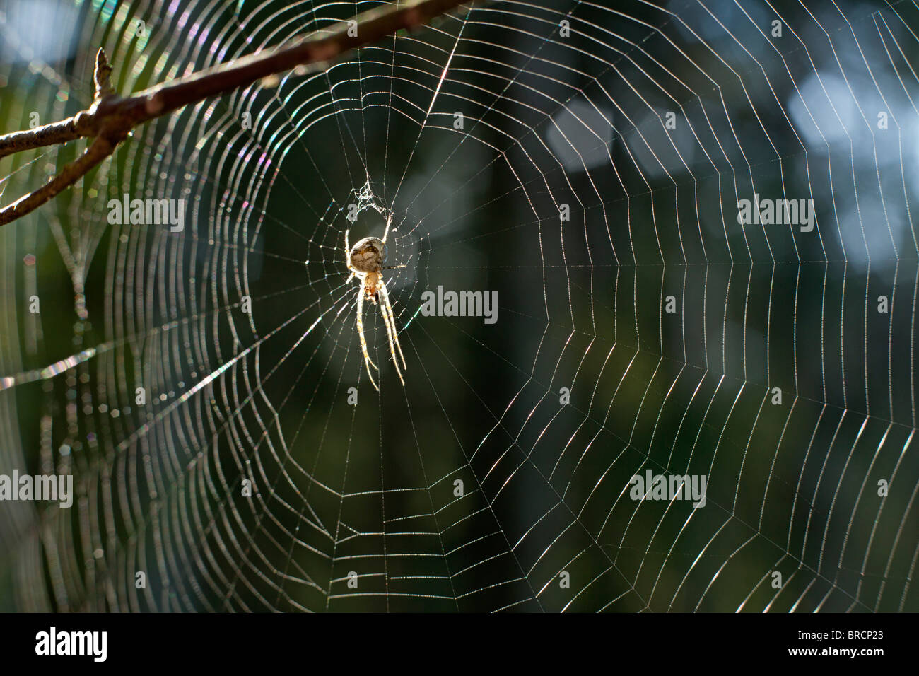 a spider in its web Stock Photo - Alamy