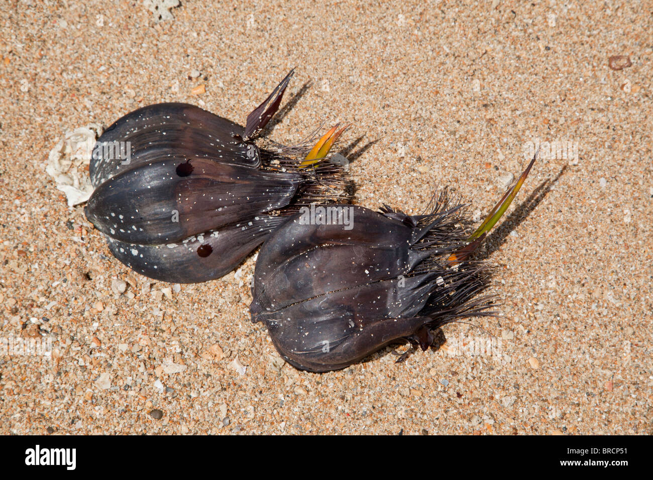 Nipa palm seeds germinating on the beach, Libaran Island, Sabah, Borneo ...