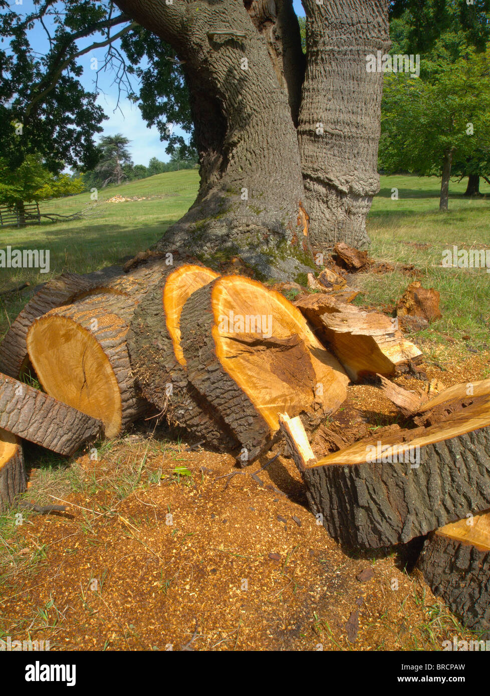 cut logs in forest firewood timber forestry Stock Photo - Alamy