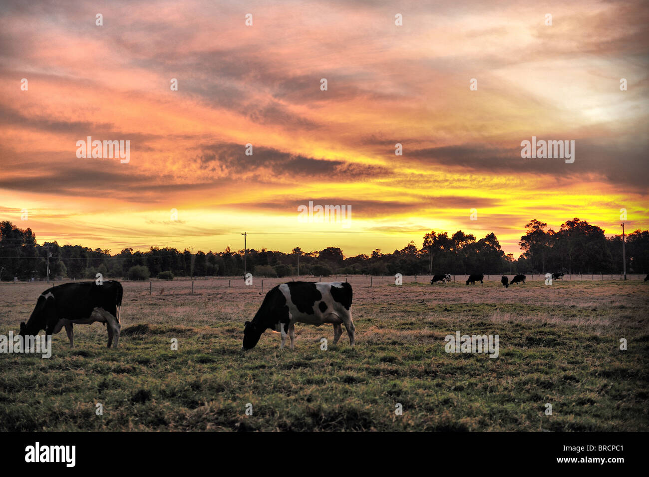 cows in Sunset Stock Photo - Alamy