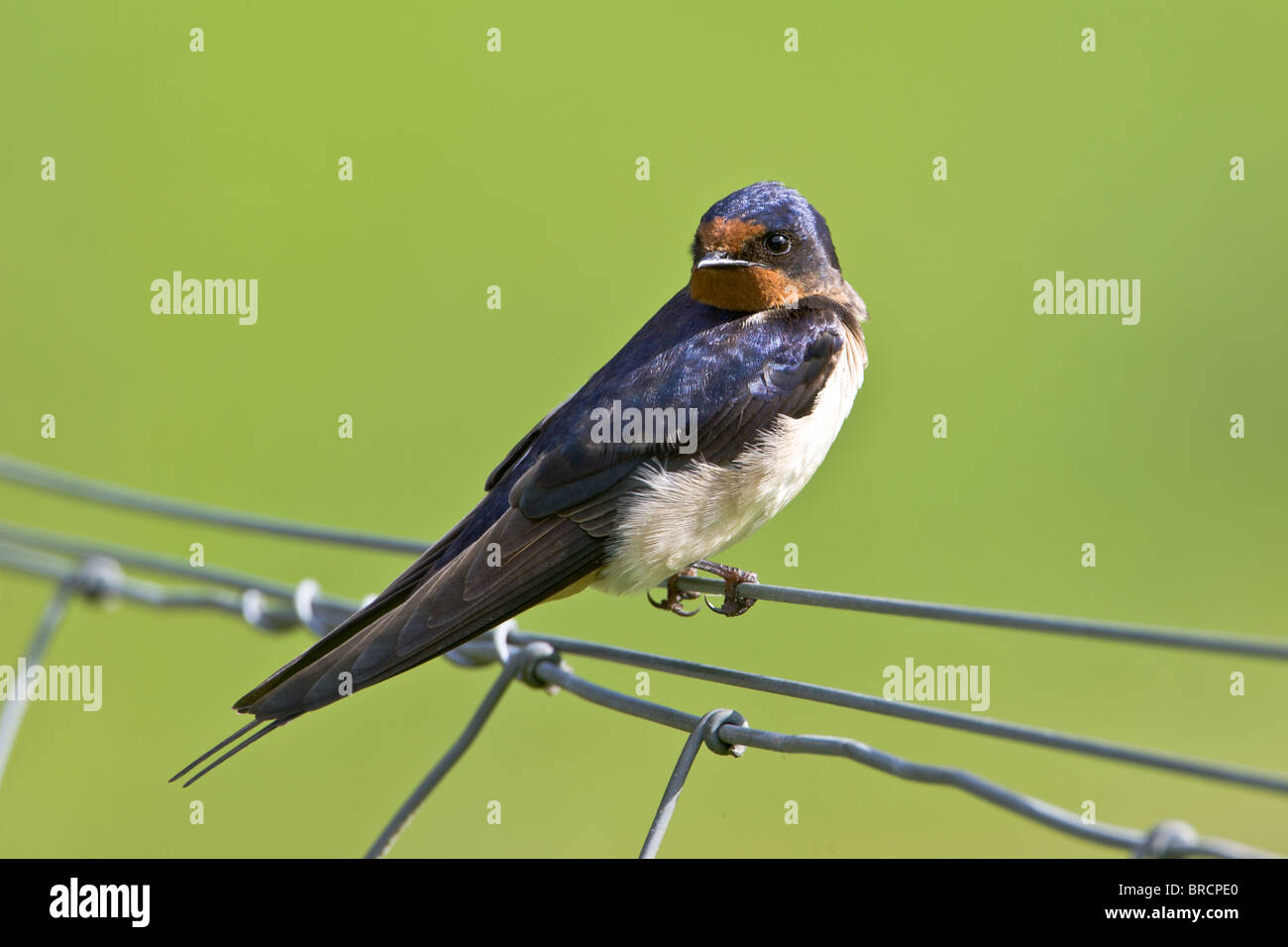 Bird barn swallow hirundo hi-res stock photography and images - Alamy