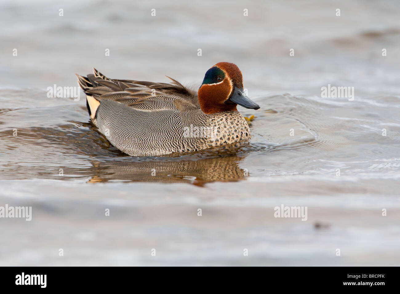 Eurasian teal anas crecca hi-res stock photography and images - Alamy
