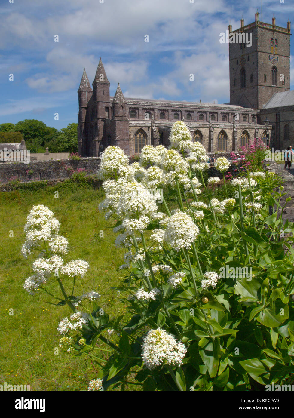 st davids cathedral, st davids city, pembrokeshire dyfed wales uk Stock ...