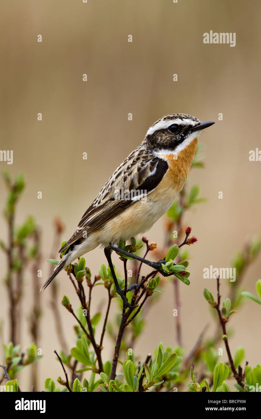 Male myrtle bird hi-res stock photography and images - Alamy