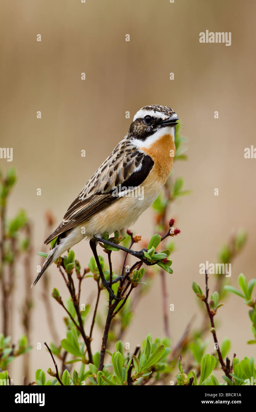Male myrtle bird hi-res stock photography and images - Alamy