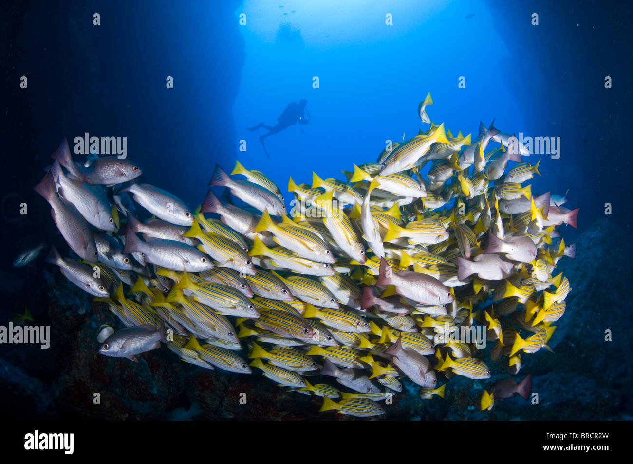 Motion blue striped snapper lutjanus hi-res stock photography and ...