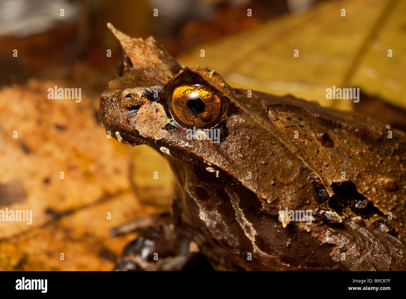 Montane horned frog, Megophrys kobayashii, Kinabalu National Park ...
