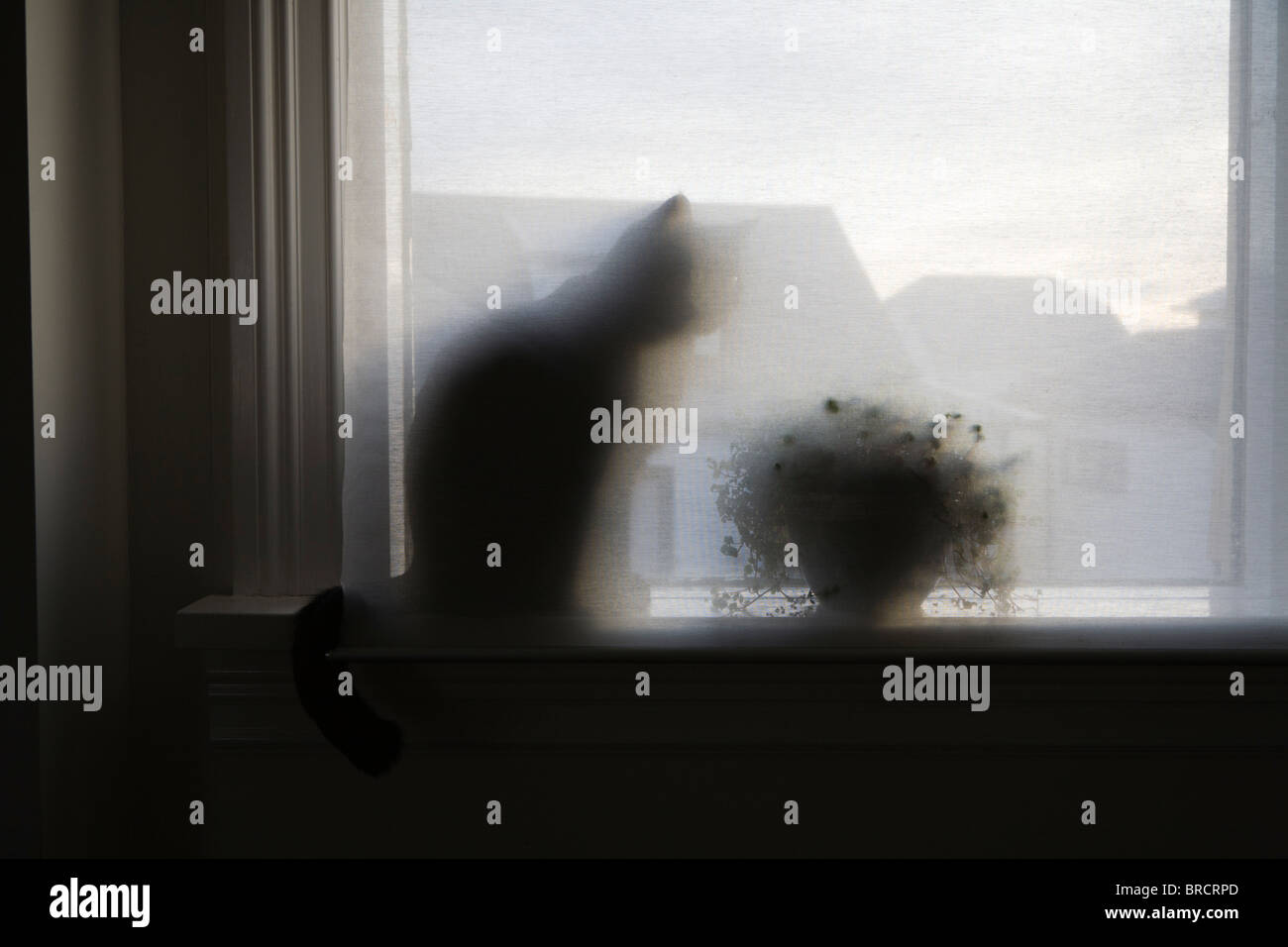 Cat on a window sill Stock Photo - Alamy