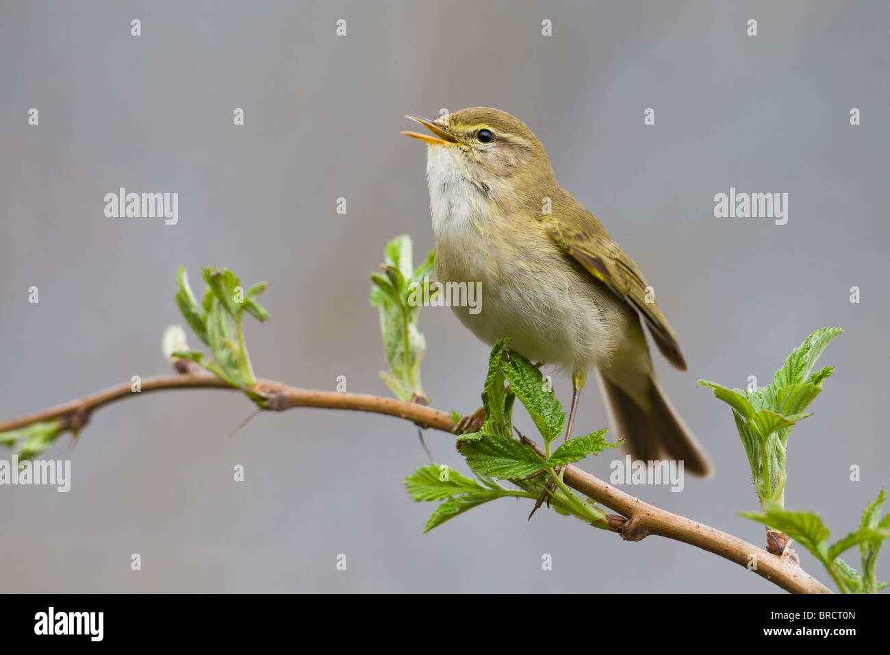 Willow Warbler, Phylloscopus trochilus Stock Photo - Alamy