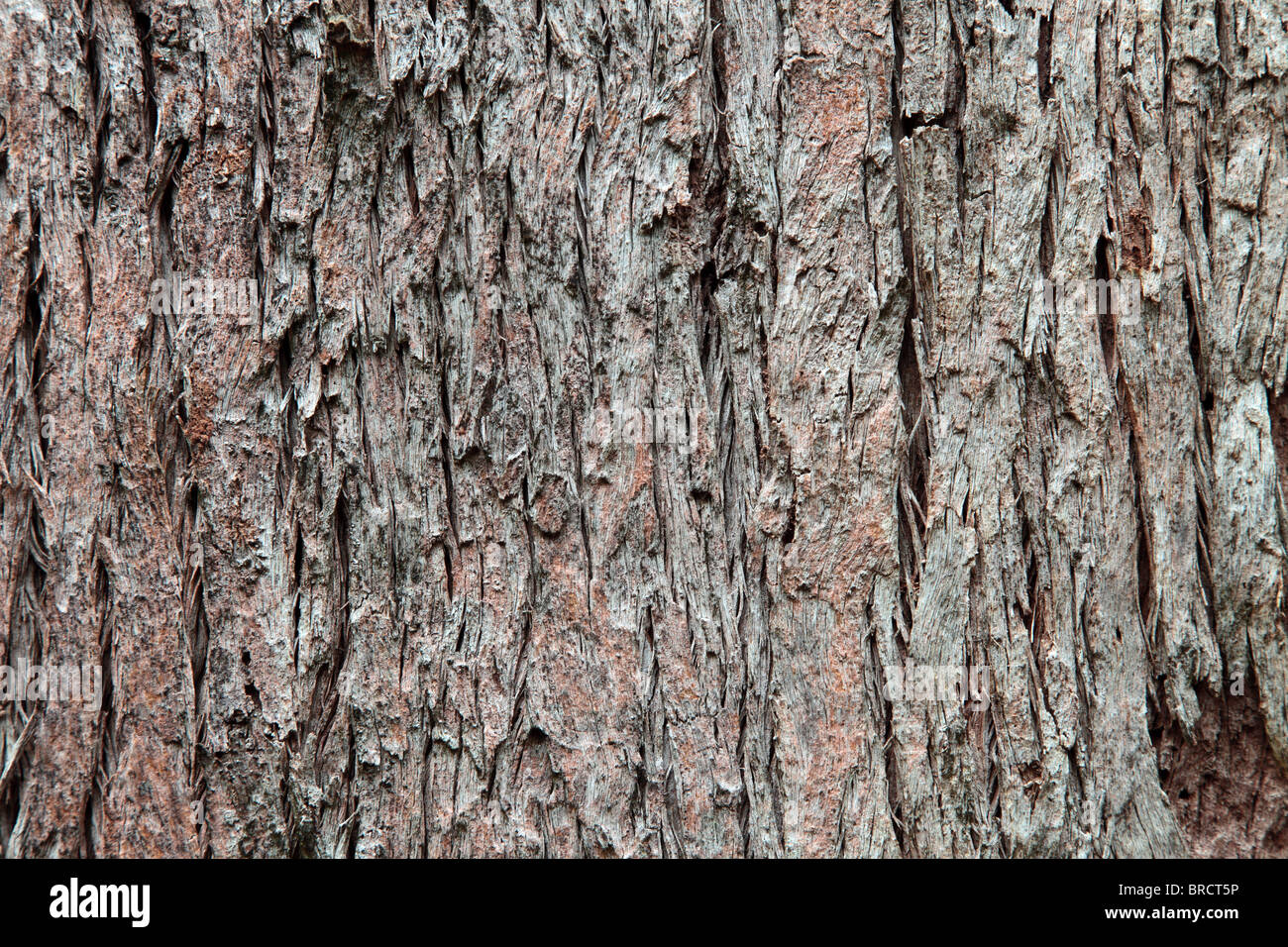 Detailed background texture of bark Stock Photo - Alamy