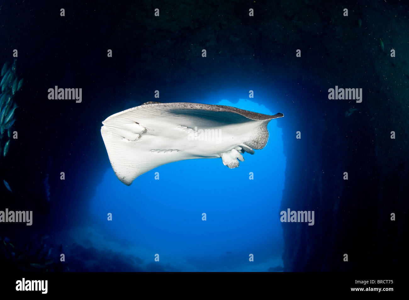 Marble Ray, Taeniura meyeni, Cocos Island, Costa Rica, East Pacific ...