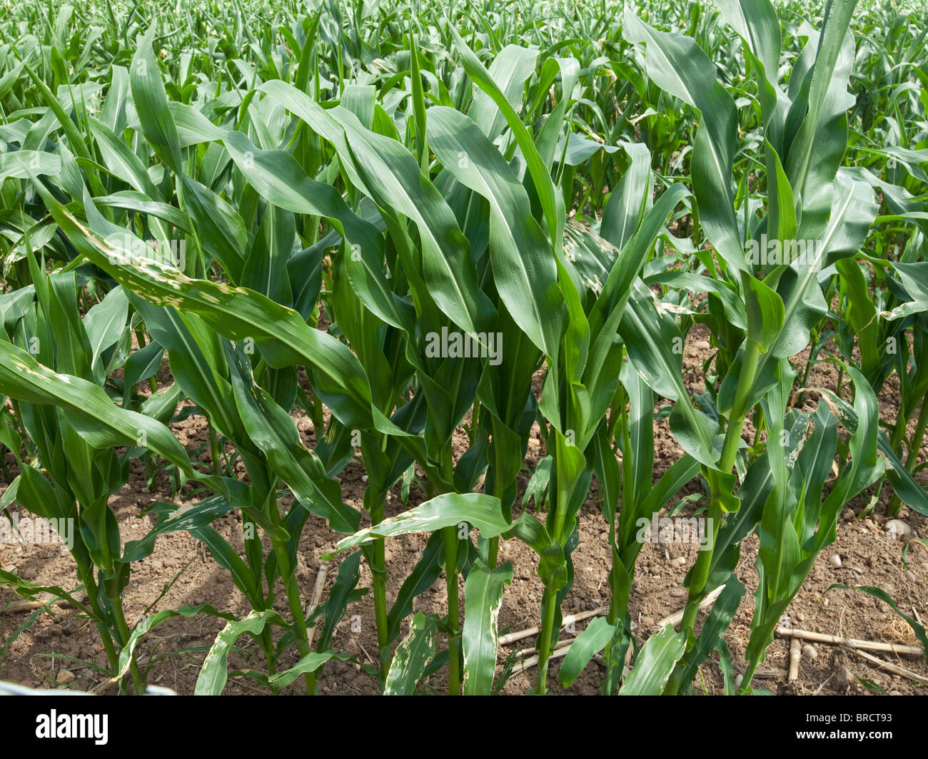 Maize farm asia hi-res stock photography and images - Alamy
