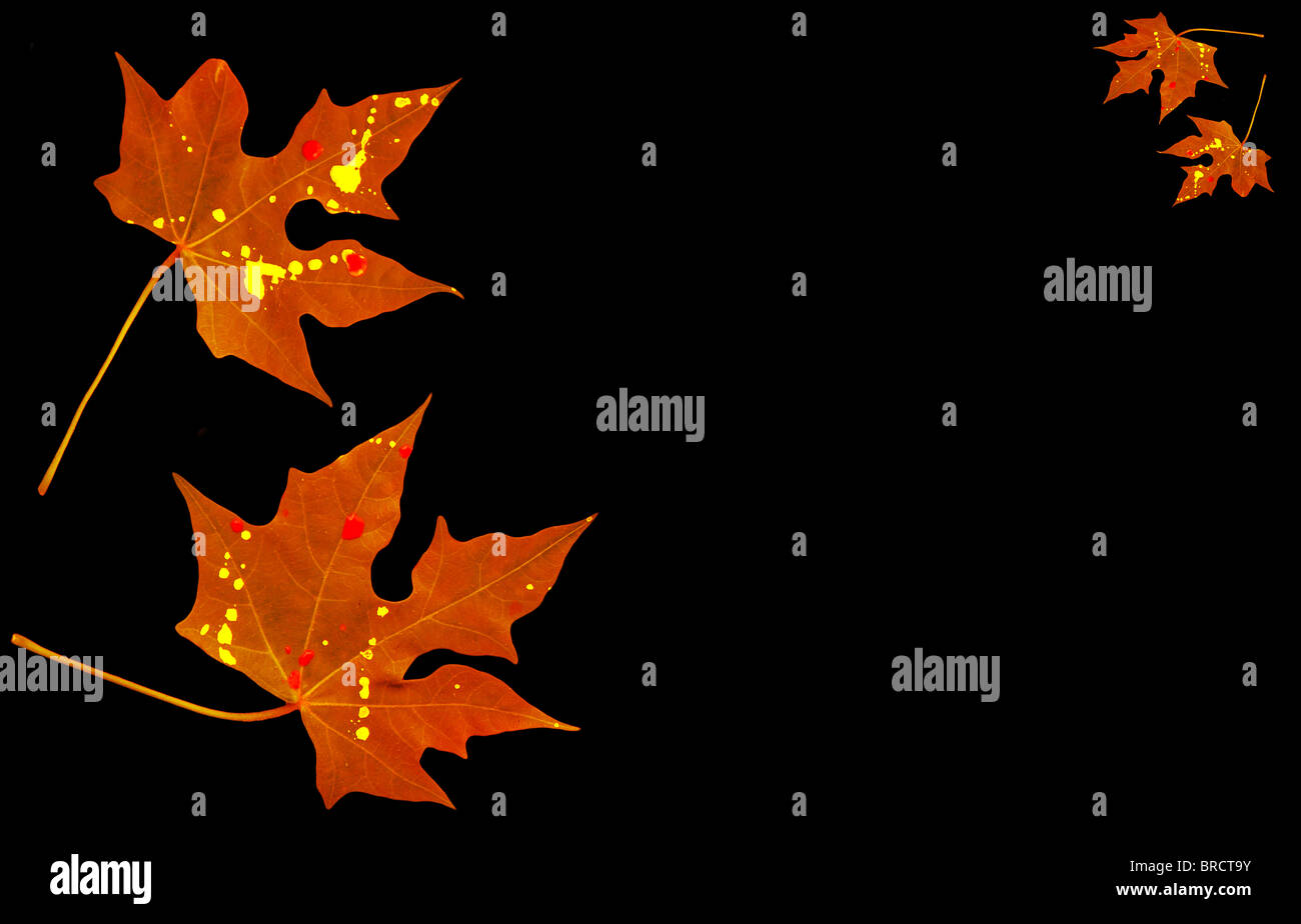 Falling red autumn leaves border hi-res stock photography and images ...