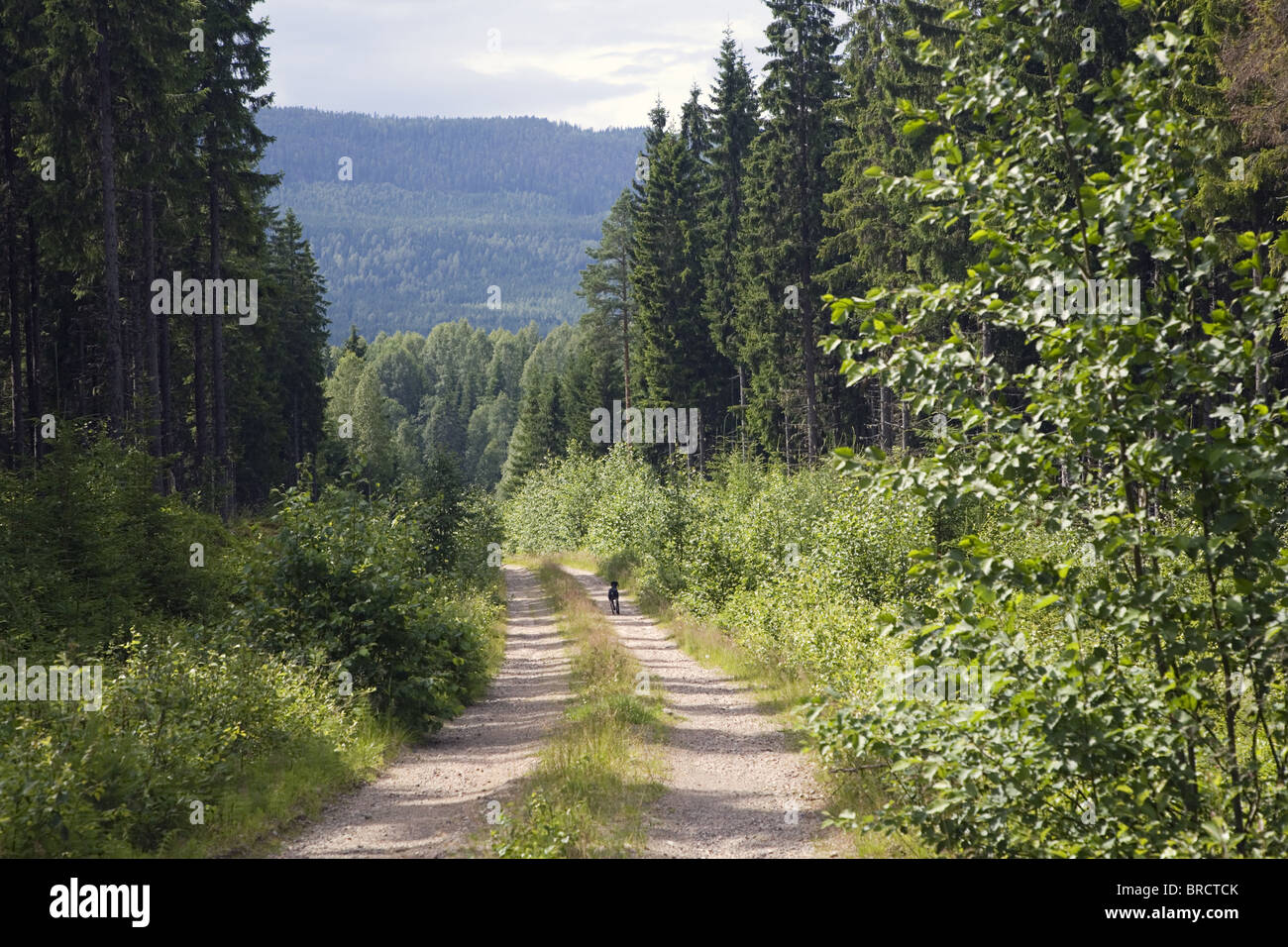 Swedish forests hi-res stock photography and images - Alamy