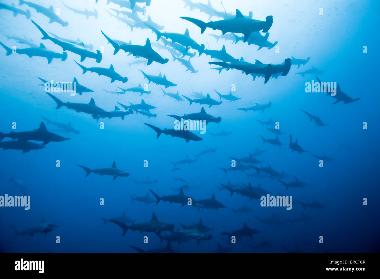 School Of Hammerhead Sharks