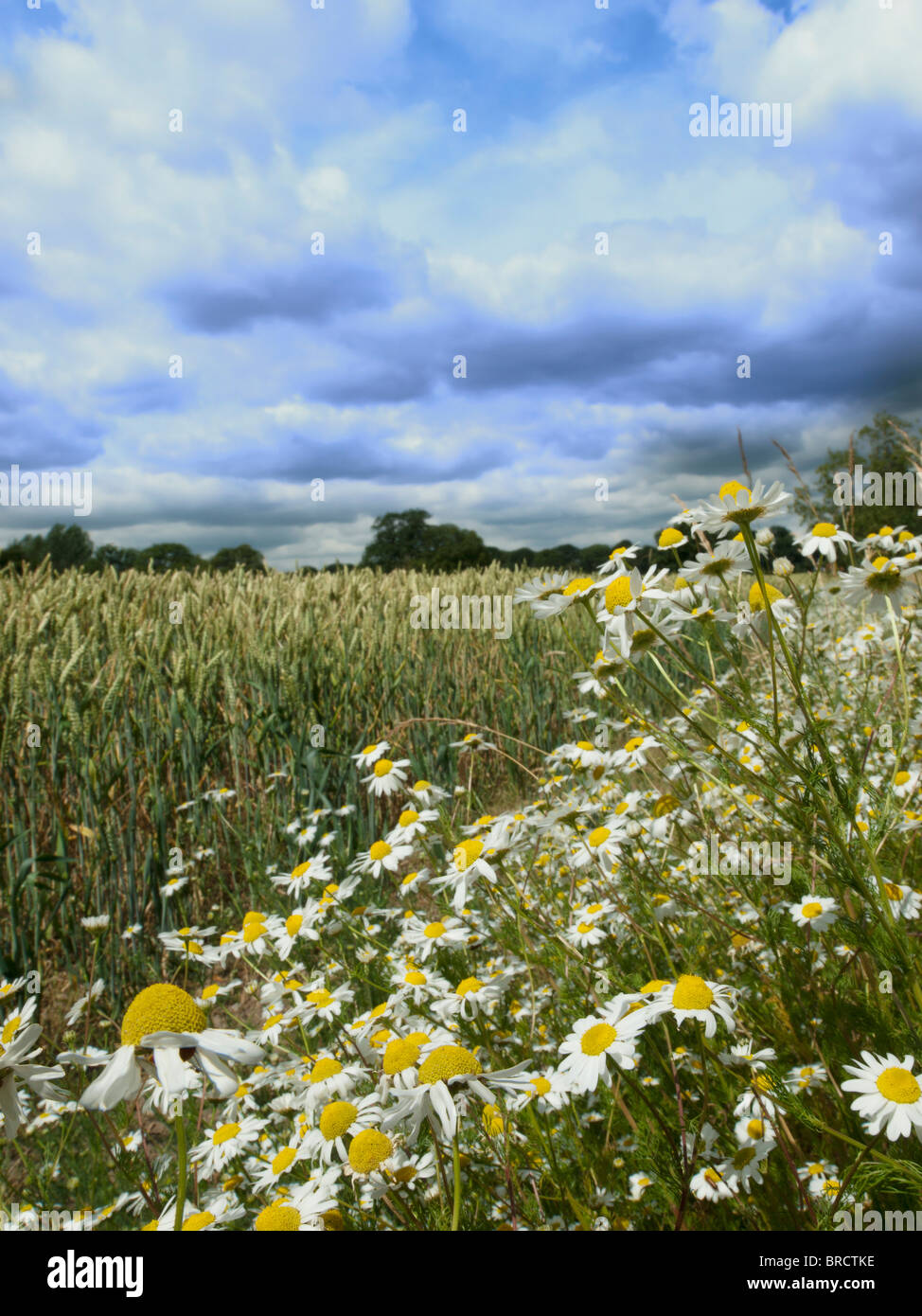 crops growing in a field Stock Photo - Alamy