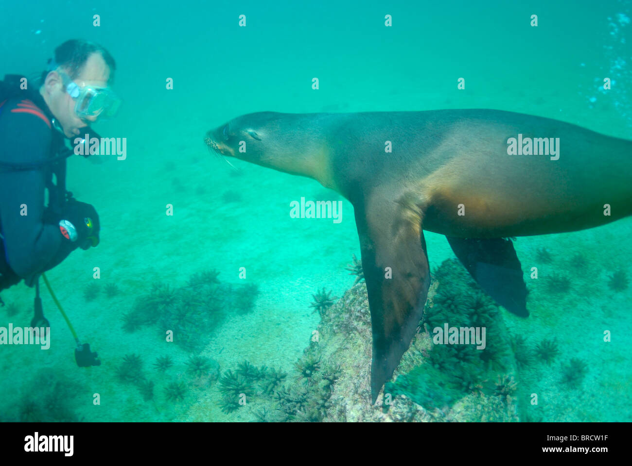 Galapagos sea lions diving hi-res stock photography and images - Alamy