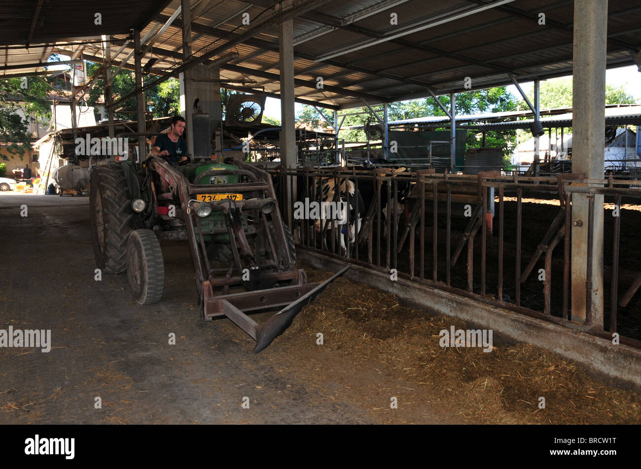 Tractor cows hi-res stock photography and images - Alamy