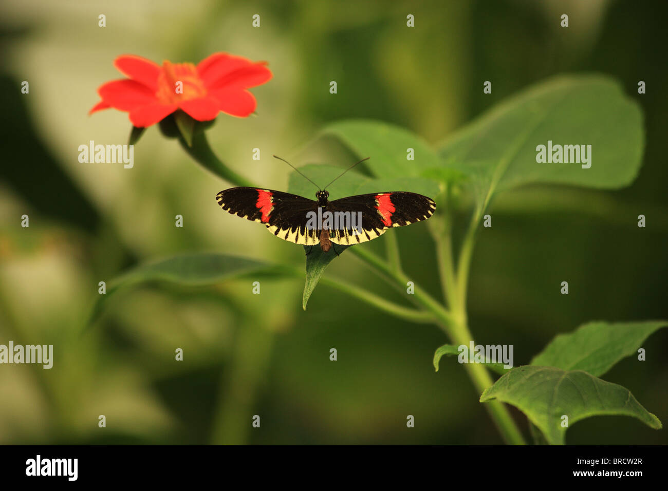 Postman Moth High Resolution Stock Photography and Images - Alamy