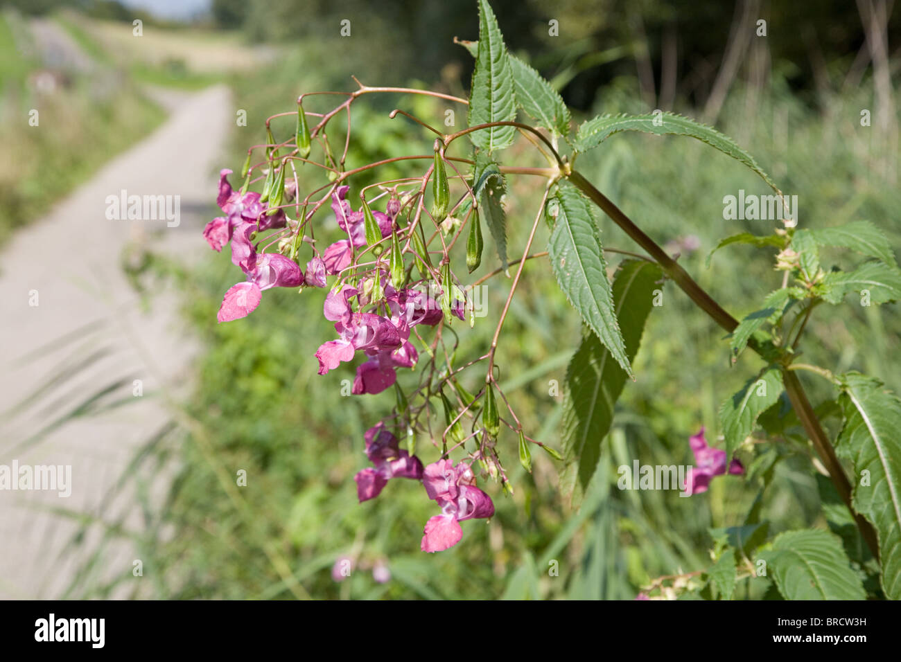 Pink flowers and seeds of Himalayan Balsam (Impatiens glandulifera ...