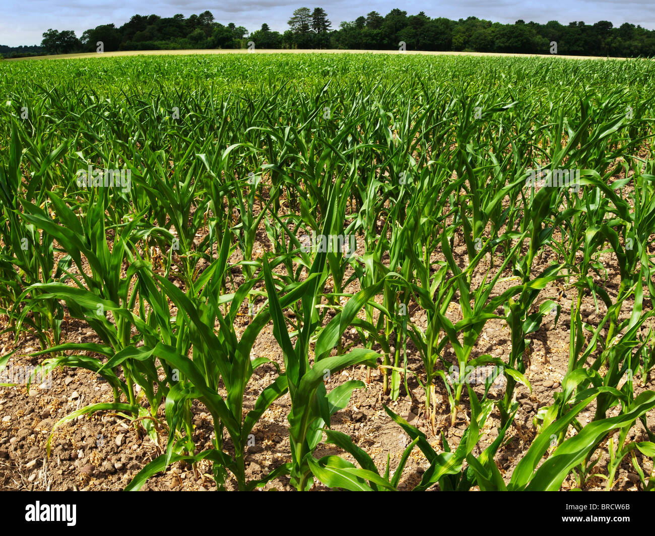 maize plants growing against blue sky Stock Photo - Alamy