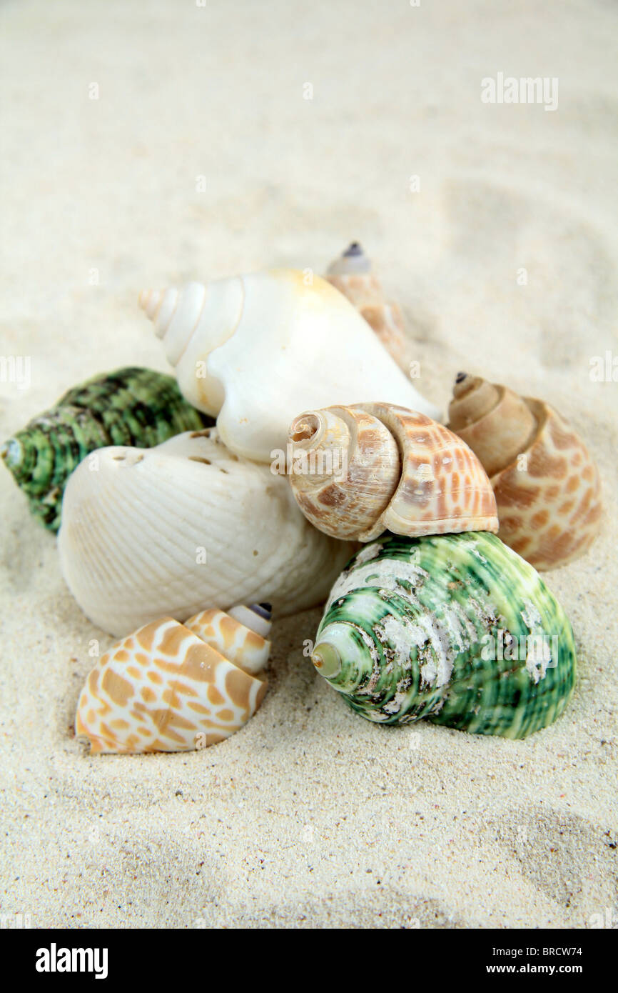 Seashells in the sand Stock Photo - Alamy