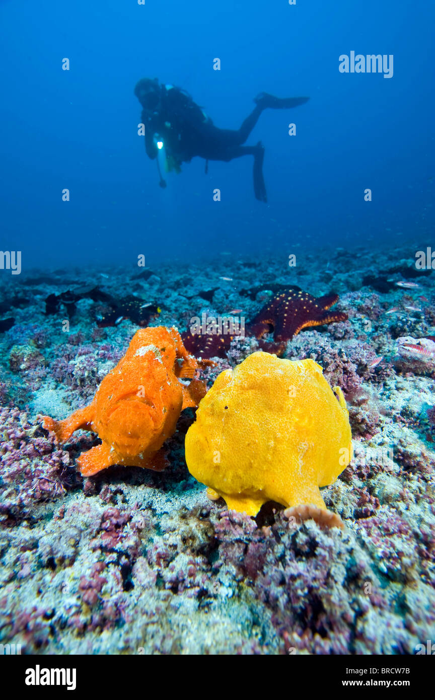 Sanguine frogfish, Antennatus sanguineus, Cocos Island, Costa Rica ...