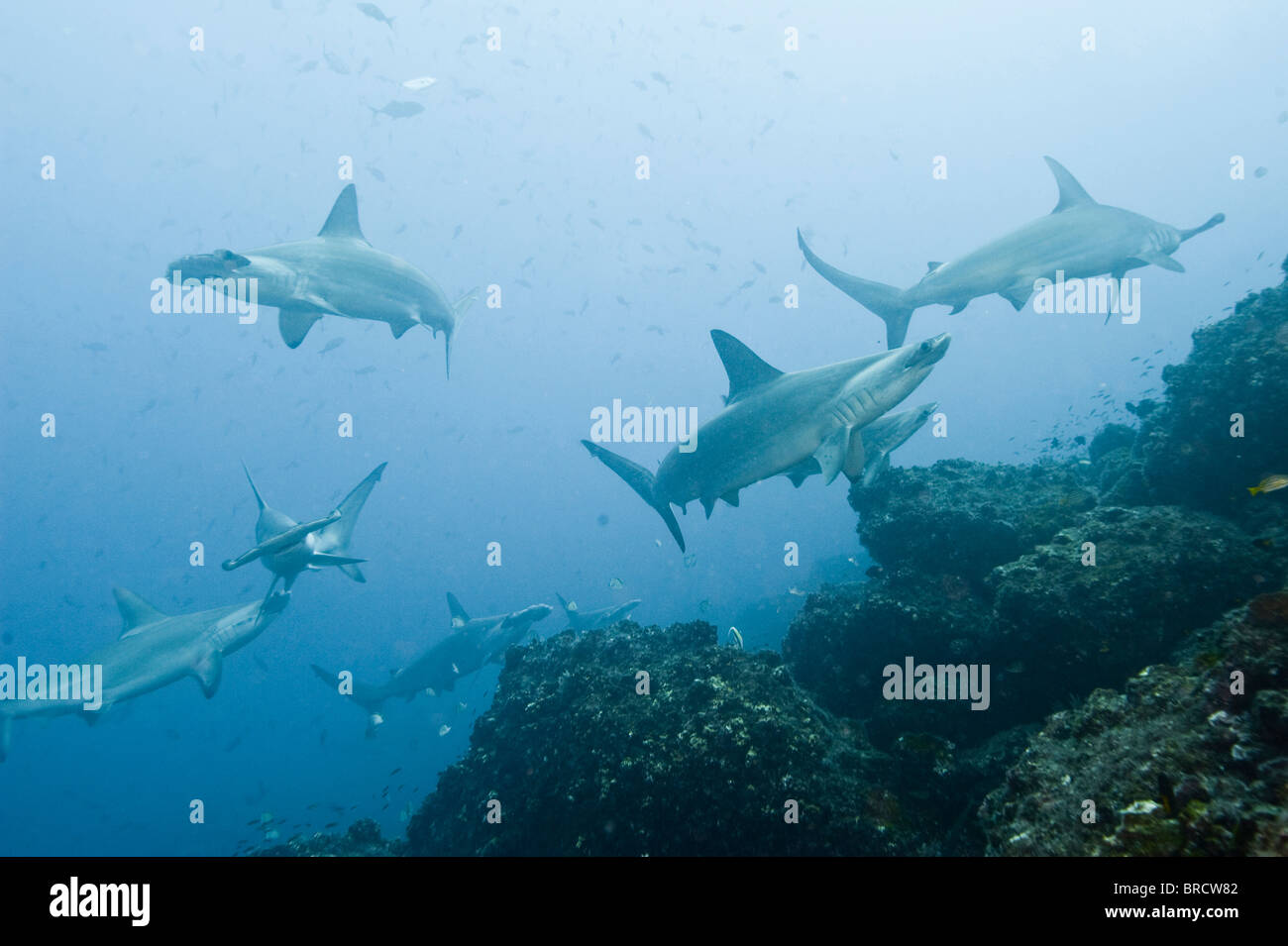 scalloped hammerhead sharks, Sphyrna lewini, Cocos Island, Costa Rica ...