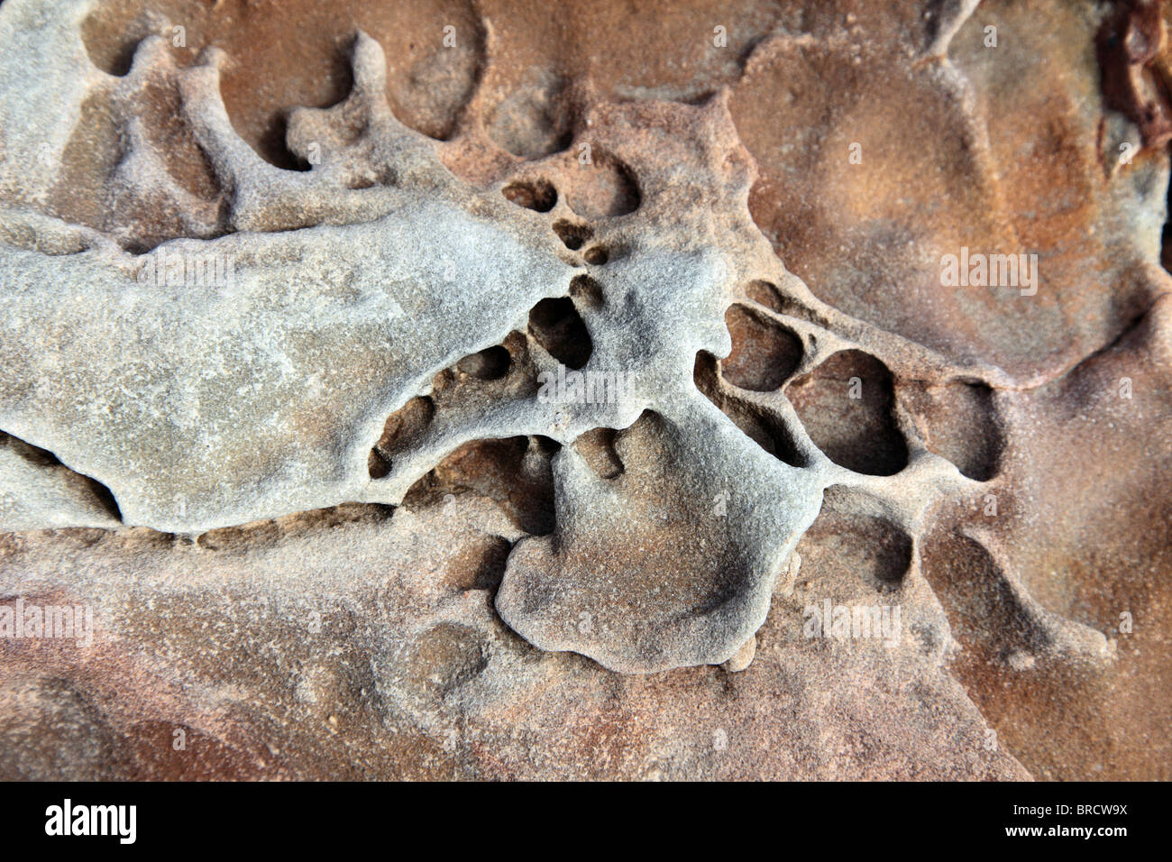 Dried out coral texture Stock Photo - Alamy