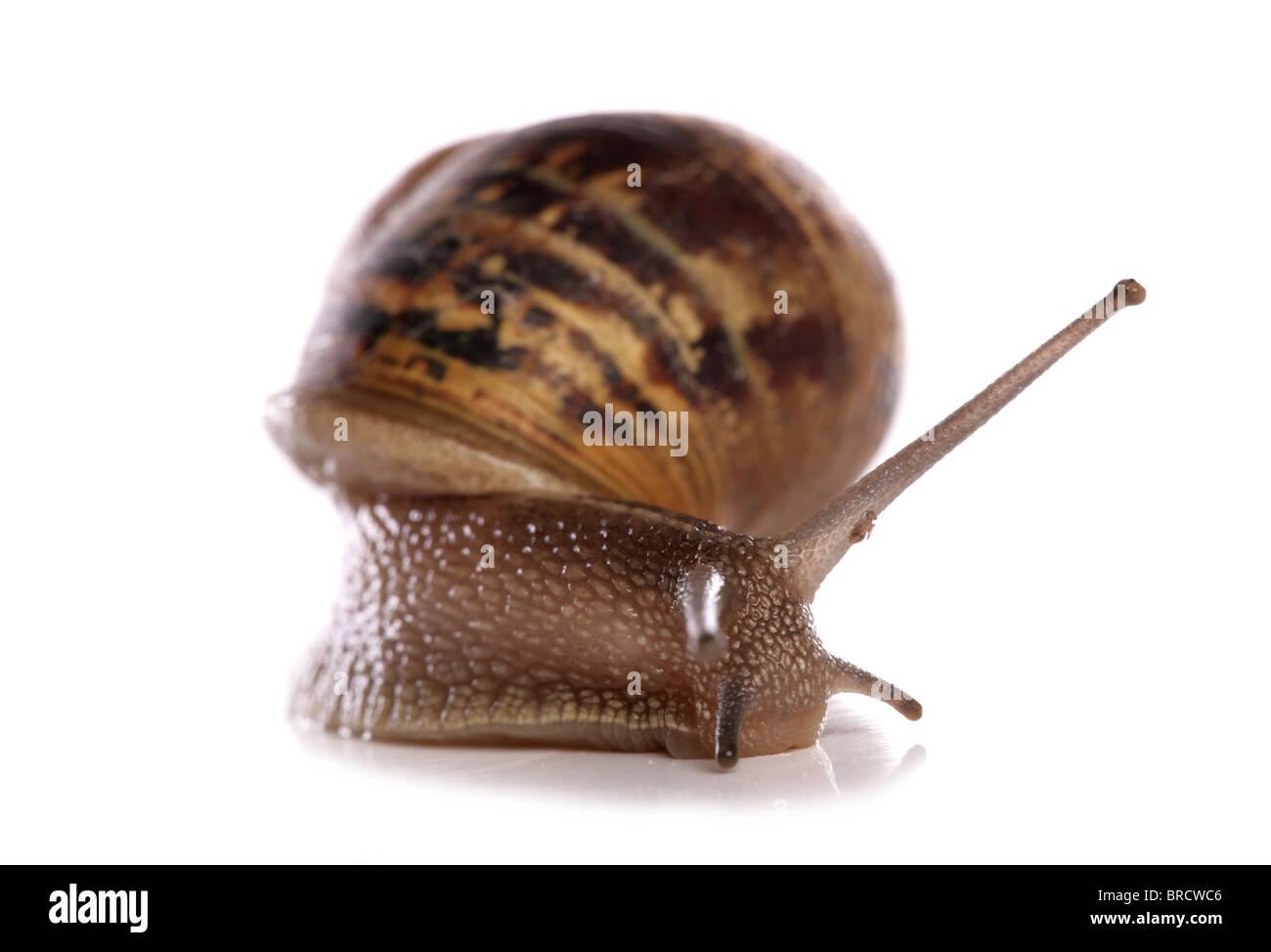 Common Garden Snail Helix aspersa Single adult in studio UK Stock Photo ...
