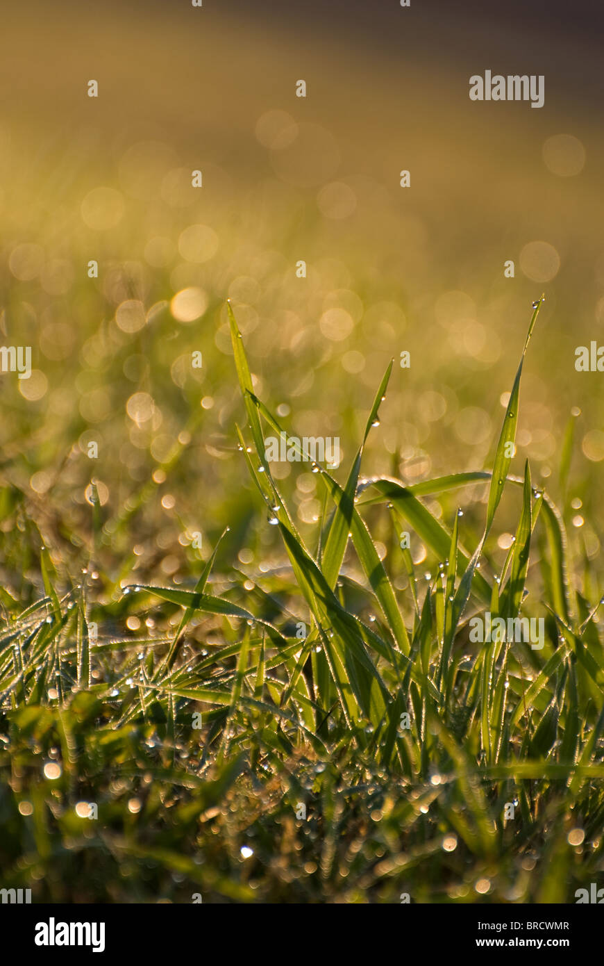 Bedew hi-res stock photography and images - Alamy