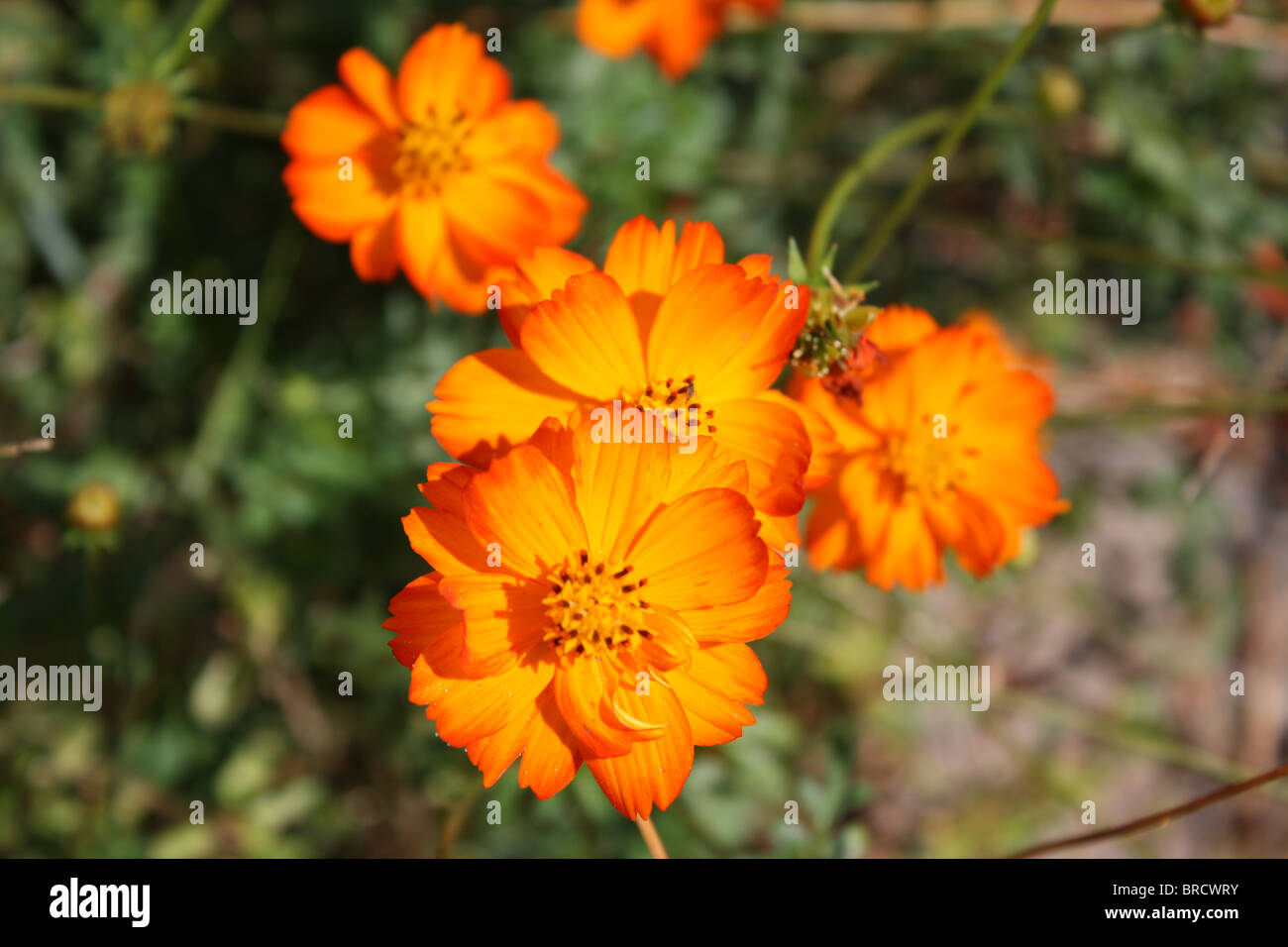 Orange cluster flowers hi-res stock photography and images - Alamy