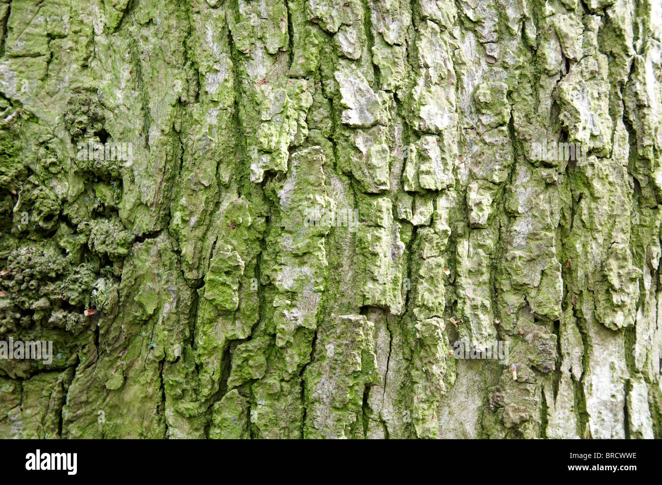 Ragged tree hi-res stock photography and images - Alamy
