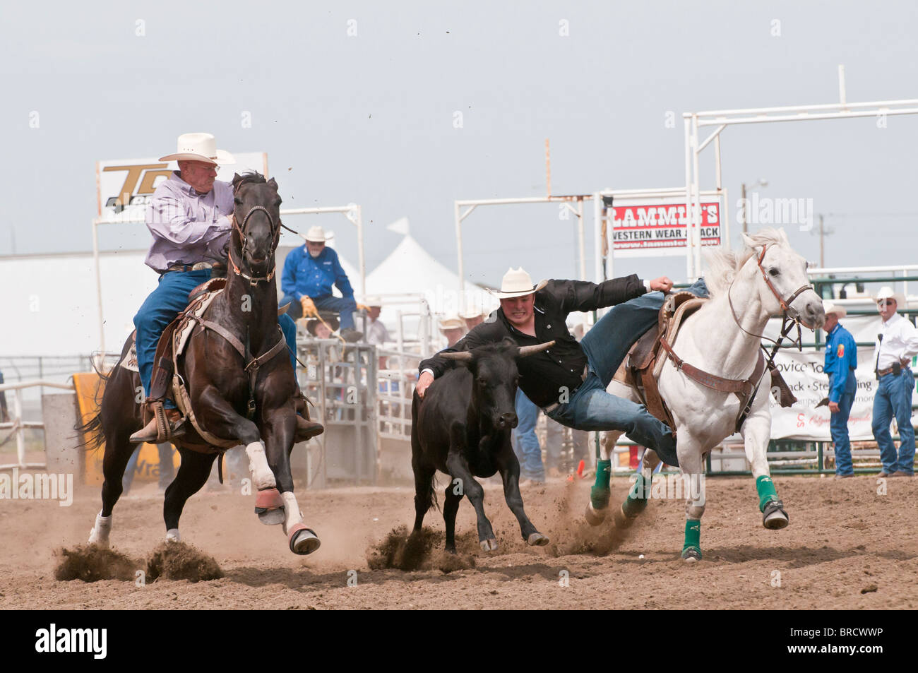 Team steer wrestling, Strathmore Heritage Days, Rodeo, Strathmore ...