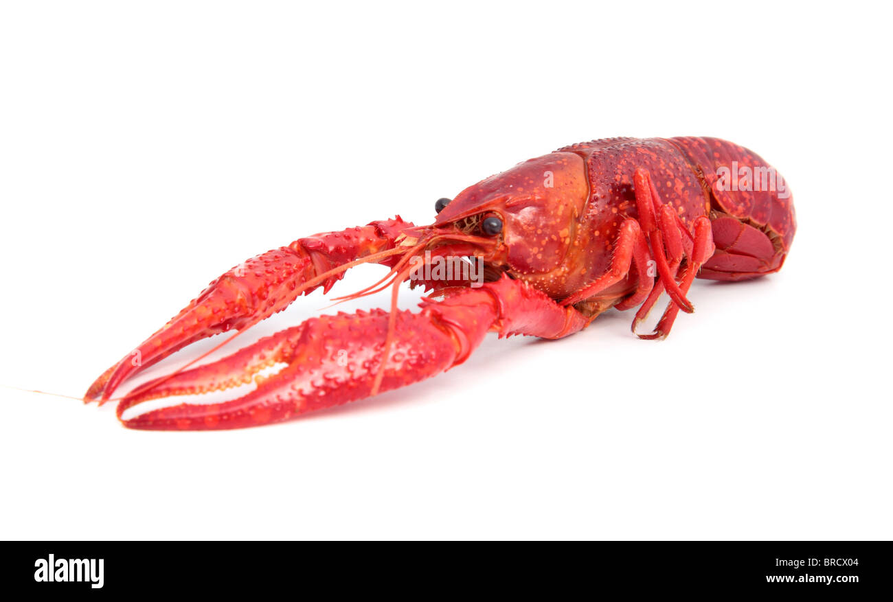 Cooked crayfish in typical red color Stock Photo - Alamy