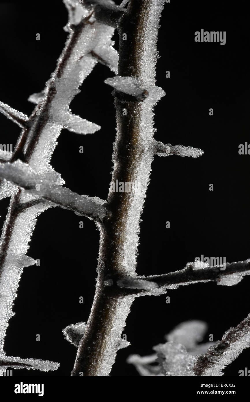 Winter Thorn High Resolution Stock Photography and Images - Alamy