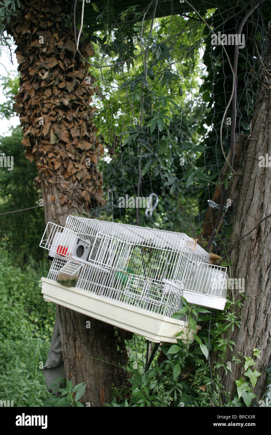 one bird cage on tree in woods in countryside Stock Photo - Alamy