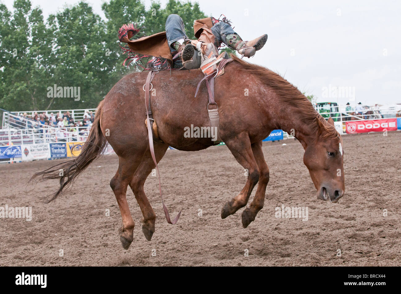 Bareback Bronc Riding Stock Photos & Bareback Bronc Riding Stock Images ...