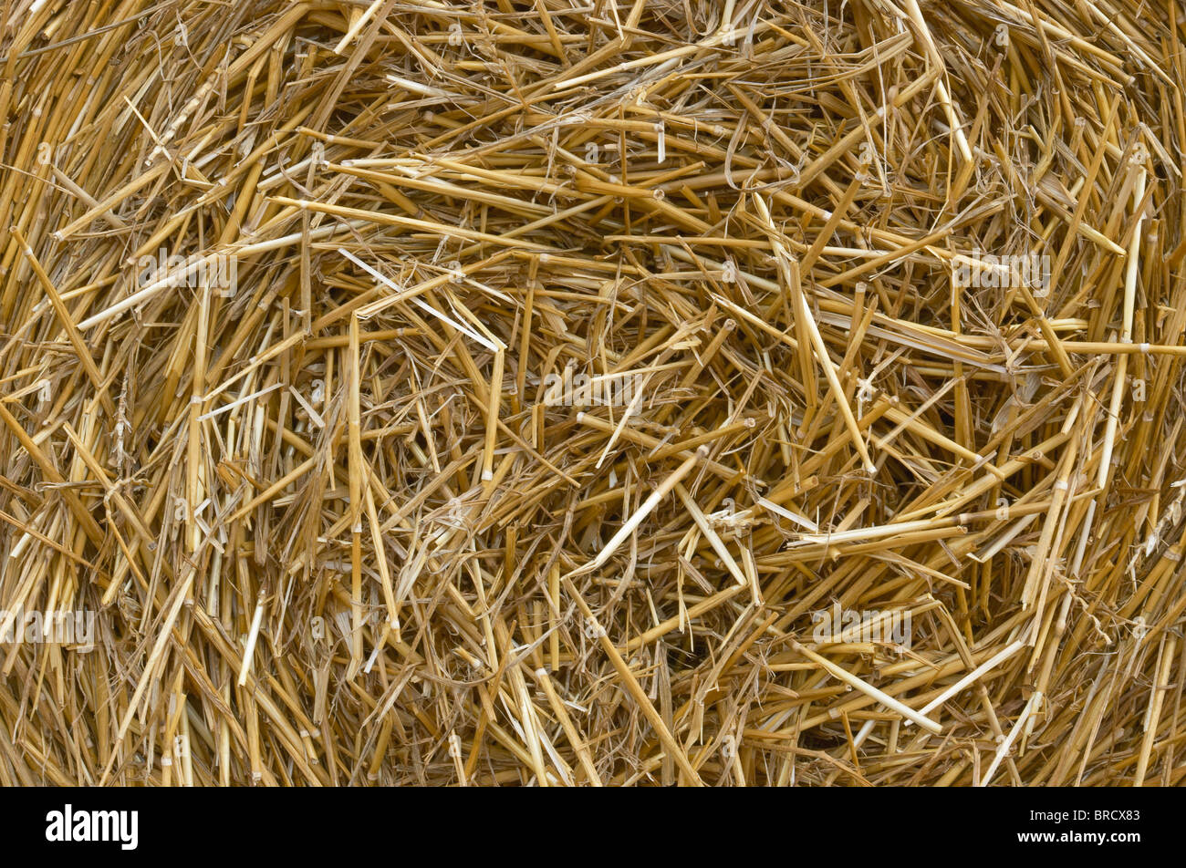 Straw more hi-res stock photography and images - Alamy