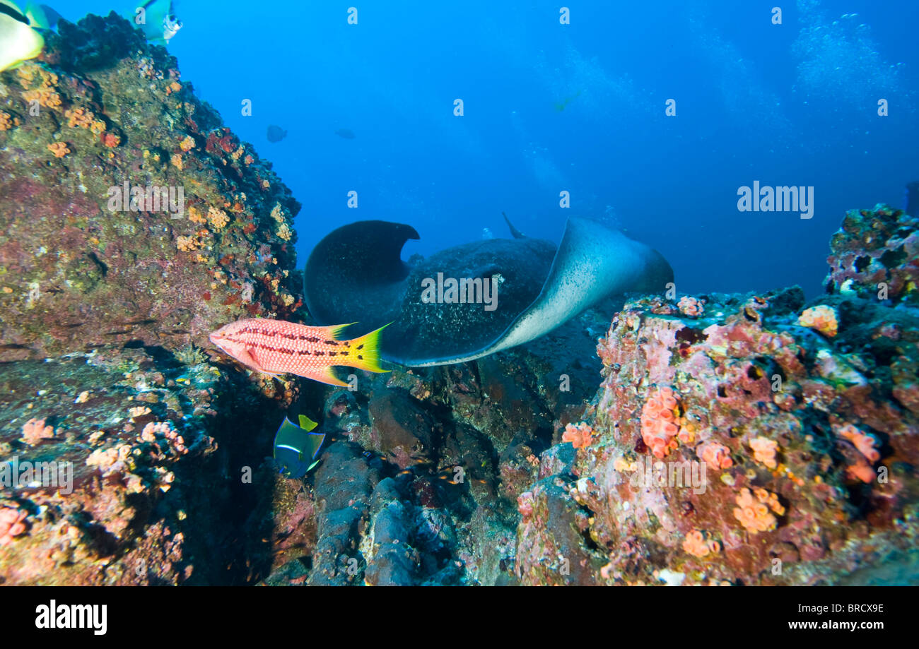 Costa rica marine life hi-res stock photography and images - Alamy
