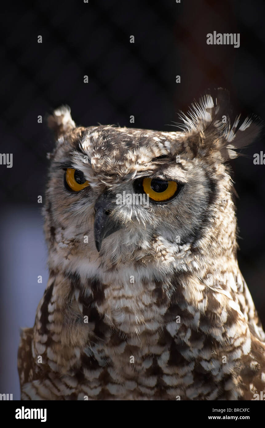 detail of an owl head Stock Photo - Alamy