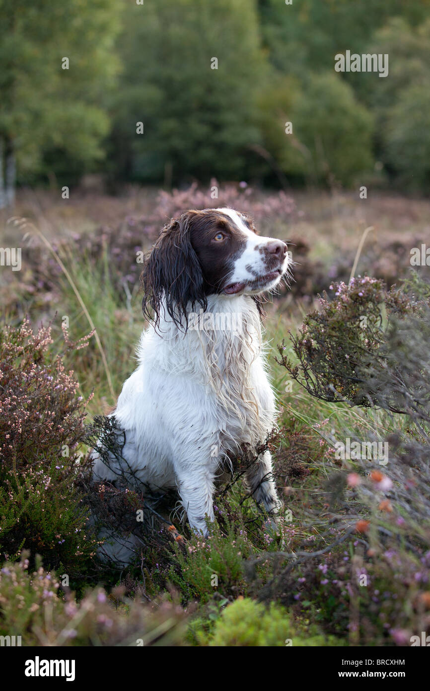 English Springer Spaniel Sitting in heather Stock Photo - Alamy