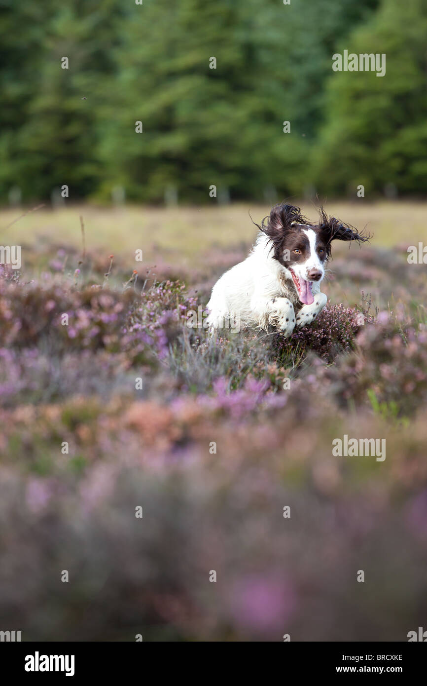 English springer spaniel jumping hi-res stock photography and images ...