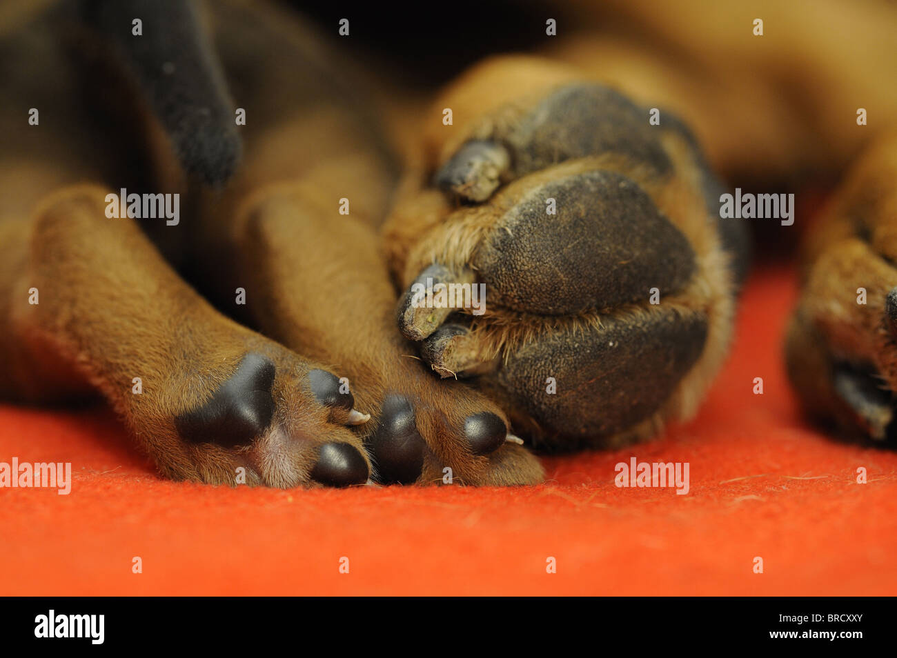 Rhodesian Ridgeback (Canis lupus familiaris). Underside of paws of ...