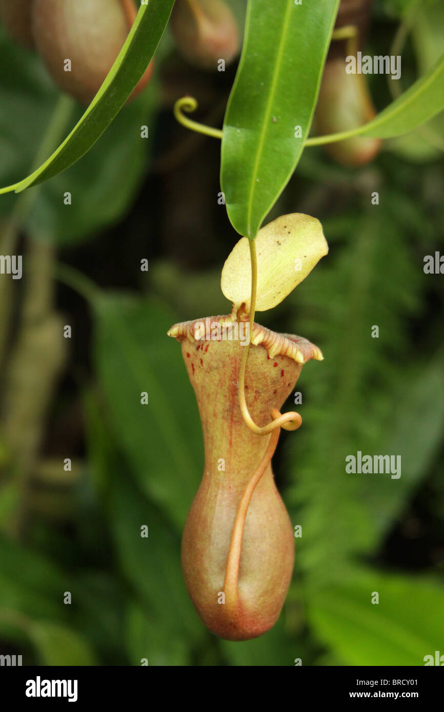 Tropical carnivorous plants of the nepenthes type seen at a garden ...