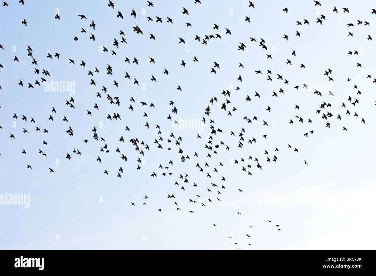 A huge flock of blackbirds fly Stock Photo - Alamy