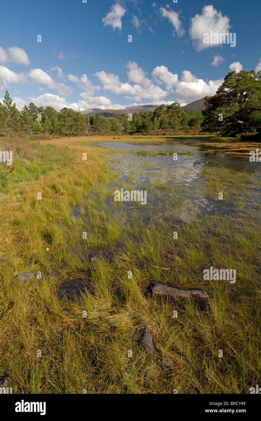 Remnants of the Scottish Ancient Caledonian Pine Forest of ...