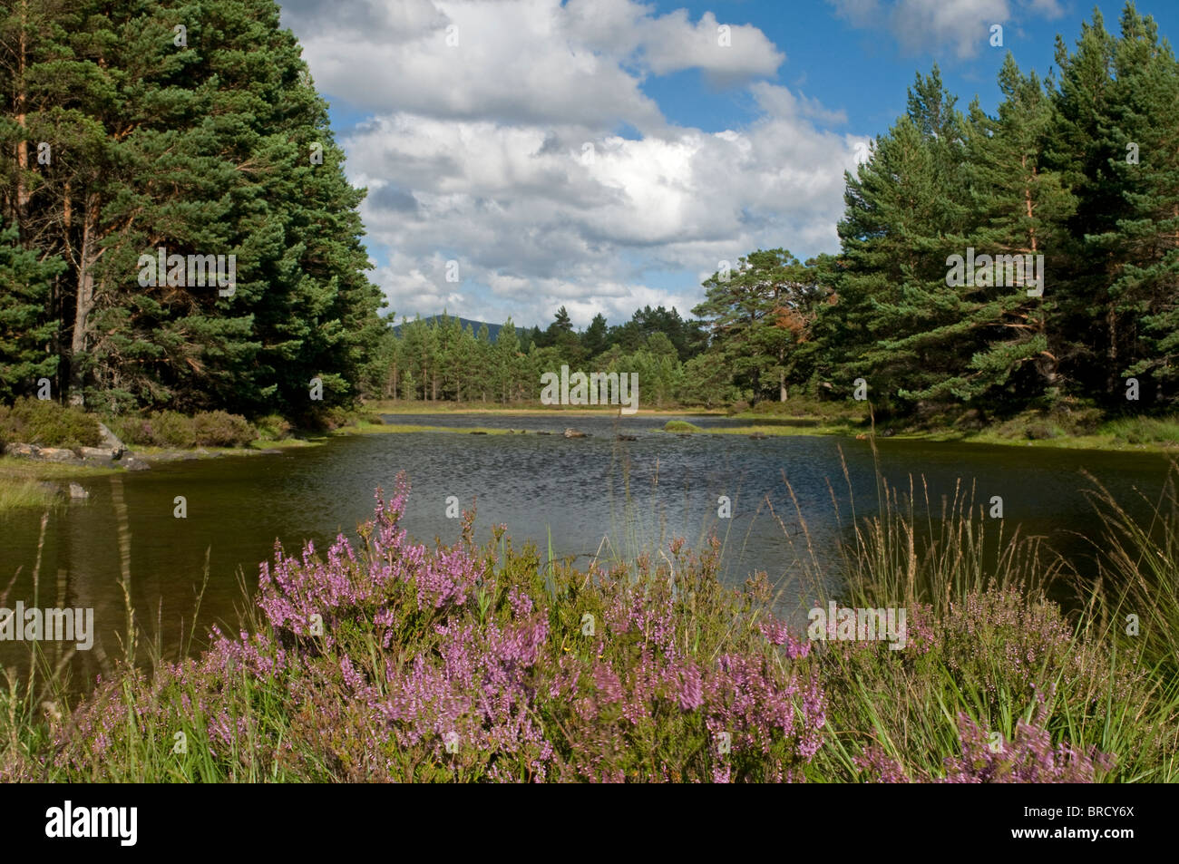 Remnants of the Scottish Ancient Caledonian Pine Forest of ...